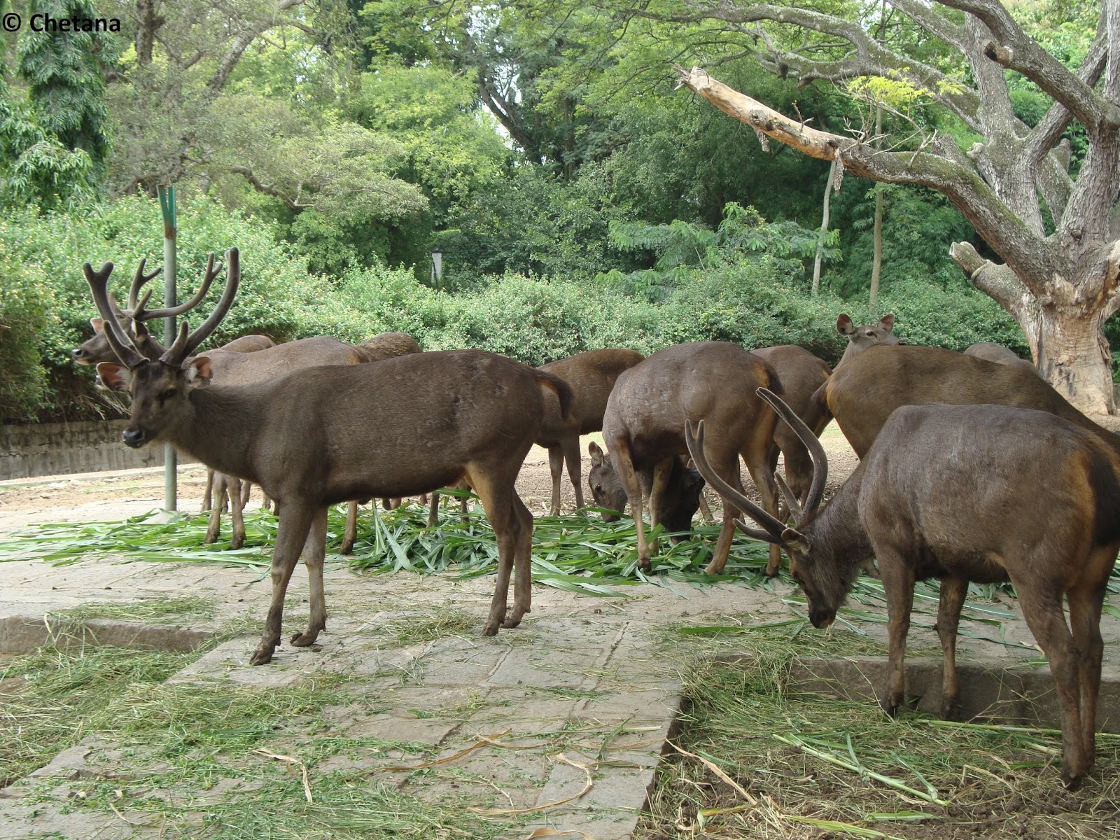 Prayanika - The Journey *******: Mysuru : Chamarajendra Zoological ...