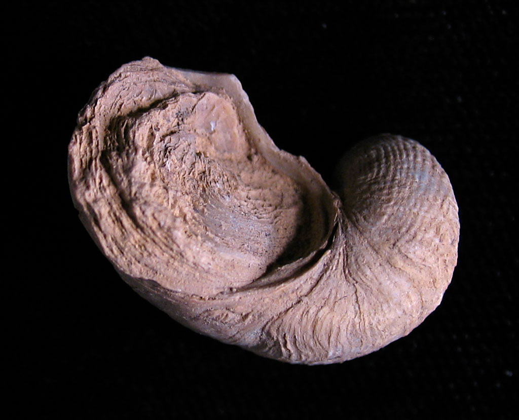 Louisville Fossils and Beyond: Ilymatogyra arietina Pelecypod