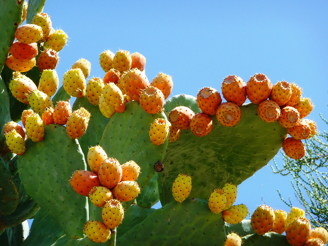 El espiritu de las plantas: Chumbera o Nopal