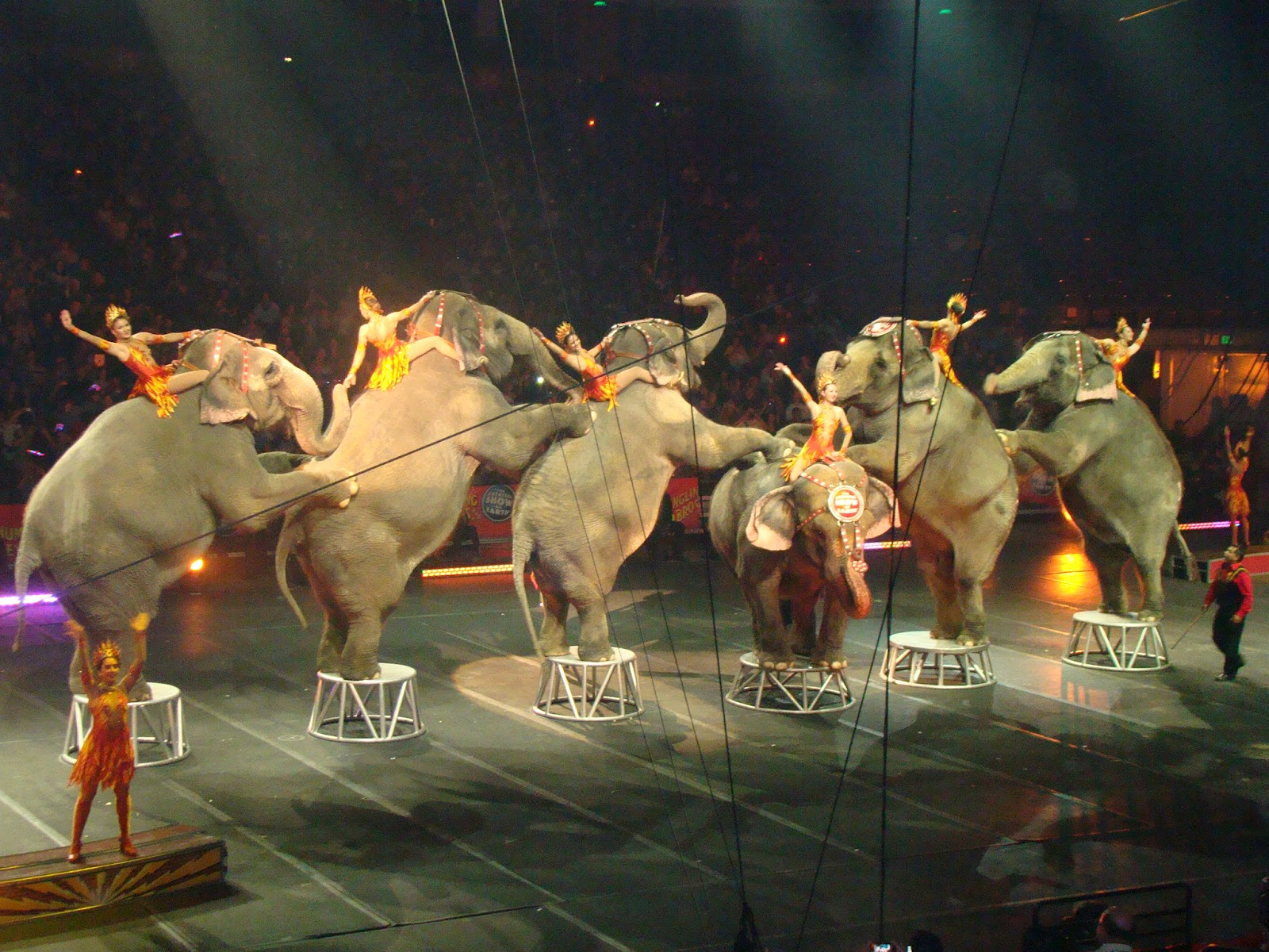 Unexpectedly Expecting Baby: Ringling Brothers Circus Comes to Austin!