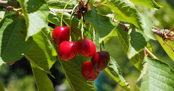 Bolile si daunatorii ciresului si visinului | Mama buna