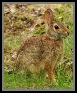 Beszamel i spółka bez ograniczeń: Aneks do rodzaju Sylvilagus z Ameryki ...