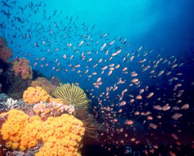 The Philippines: Sulu Sea
