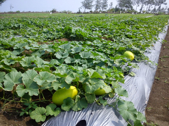 Cara Mudah Budidaya Timun Suri Hasil Melimpah - Teori Petani