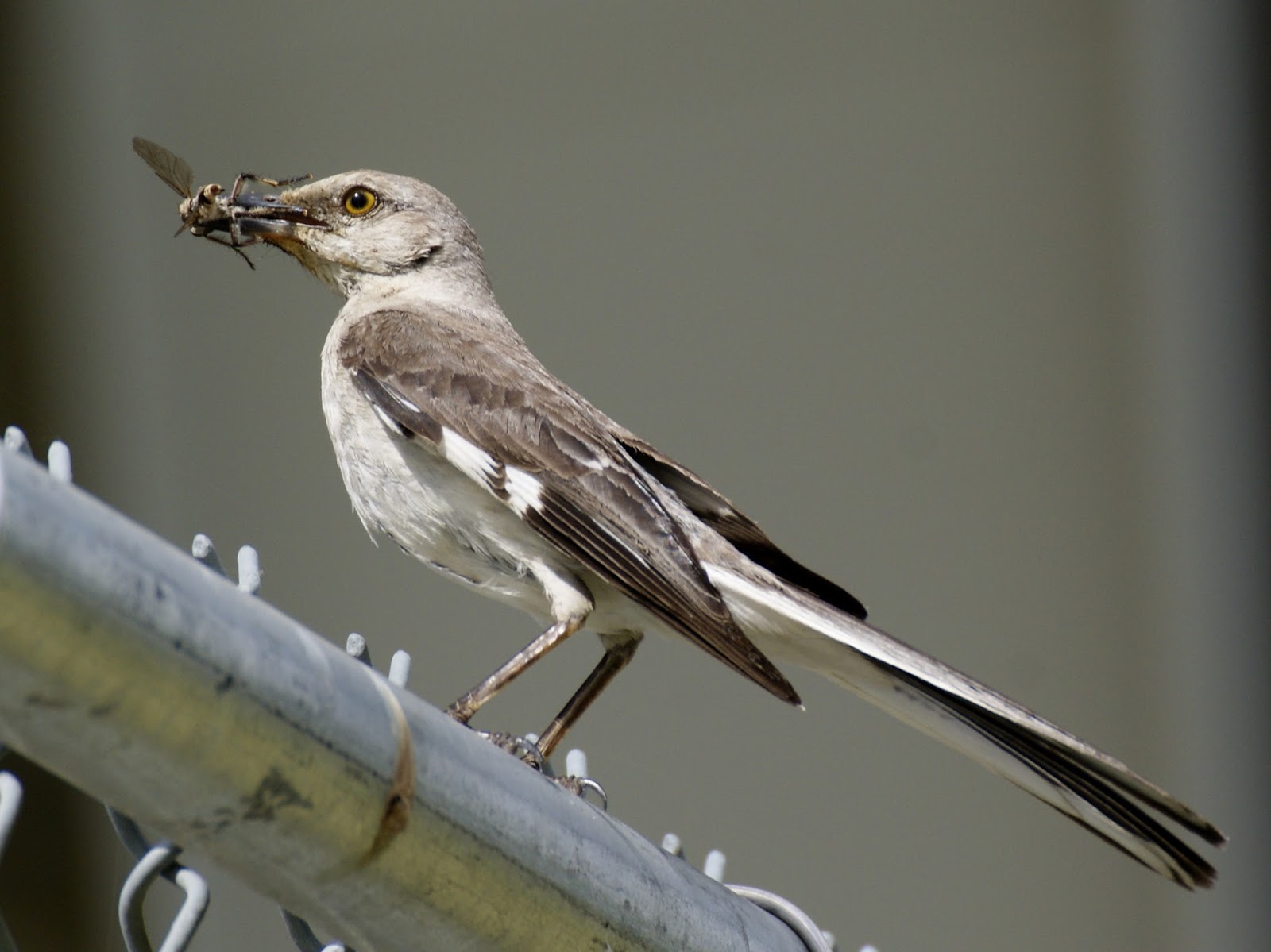 SE Texas Birding & Wildlife Watching: Mockingbirds Nesting at CyFair