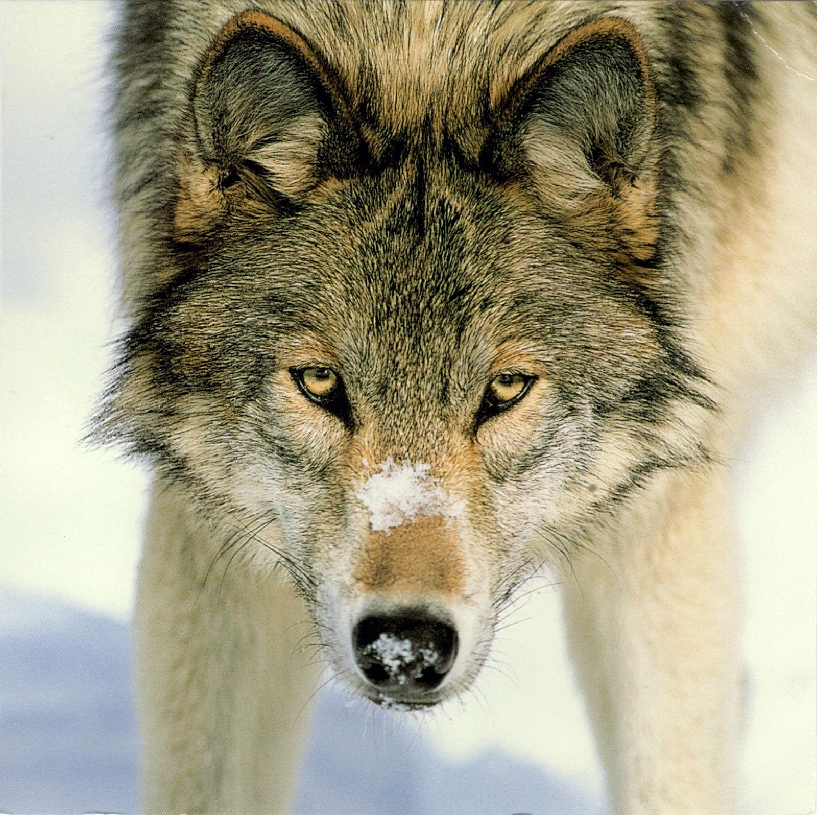 WORLD, COME TO MY HOME!: 1991 CZECH REPUBLIC - The gray wolf