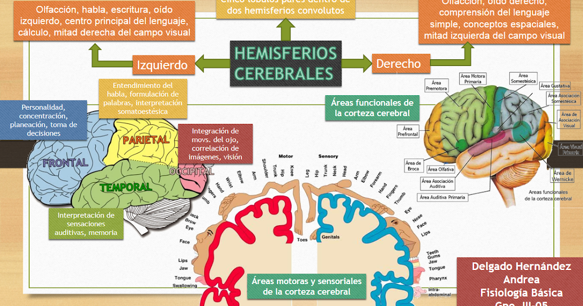Fisiología Básica : Hemisferios Cerebrales