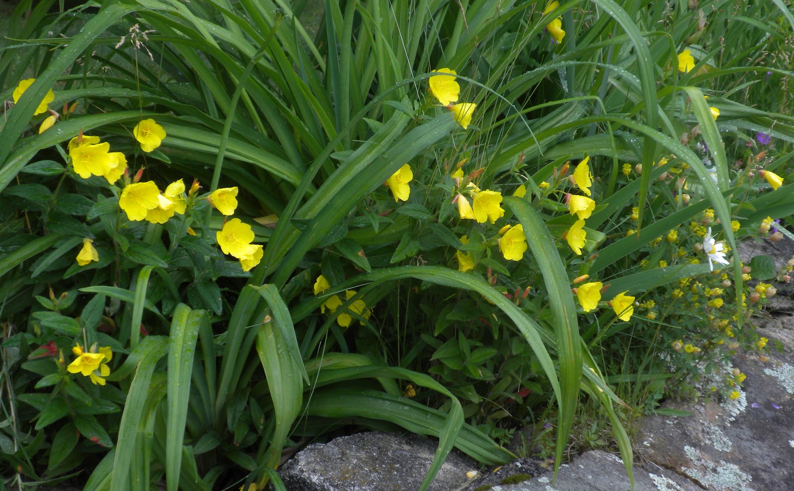 A Student Gardener: SUNDROPS, SUNDROPS, SUNDROPS