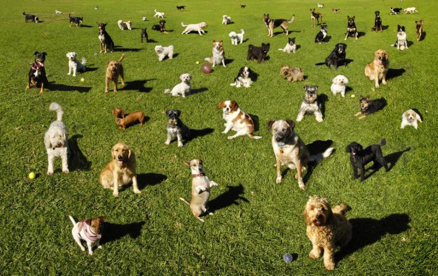 Best Dog Training Books