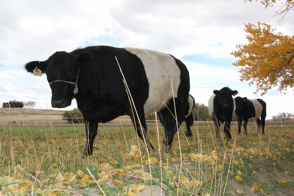 Grace Valley Farms: BueLingo Cattle