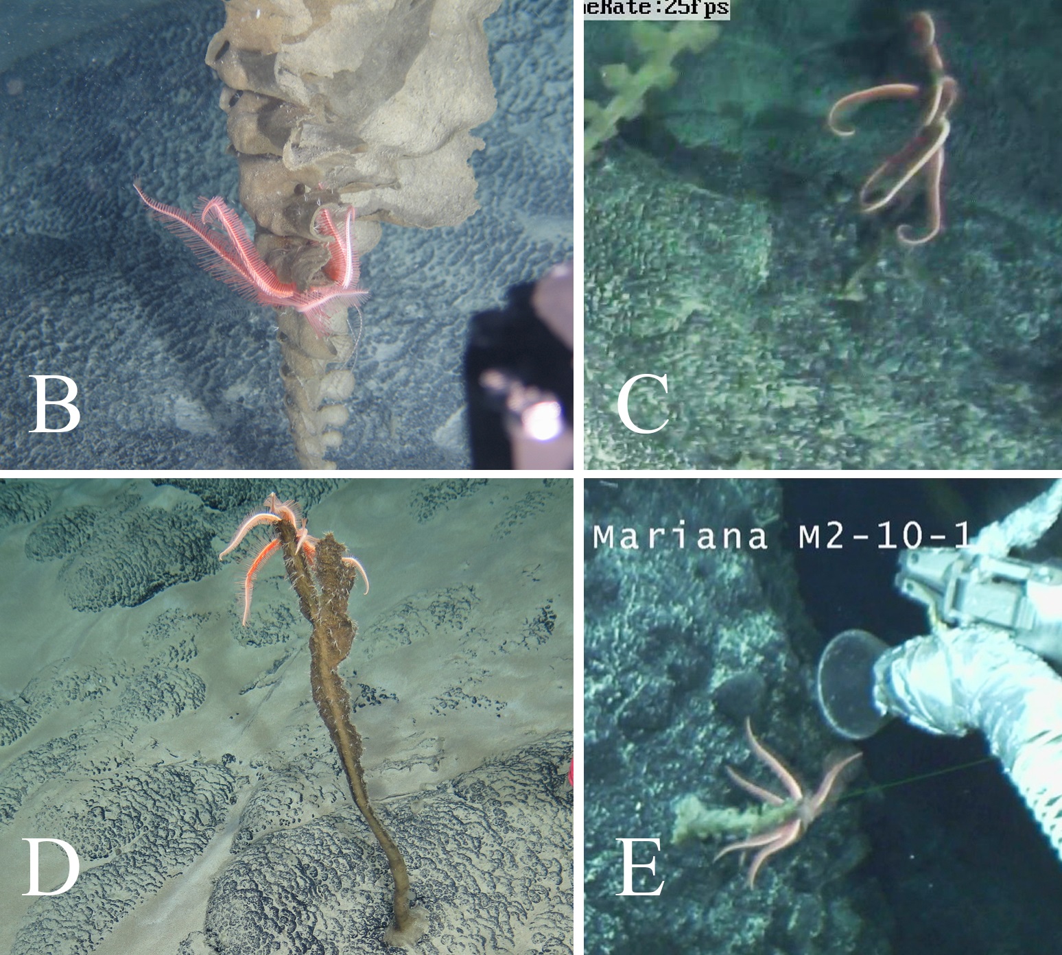 Species New to Science: [Invertebrate • 2020] Astrolirus patricki • A ...