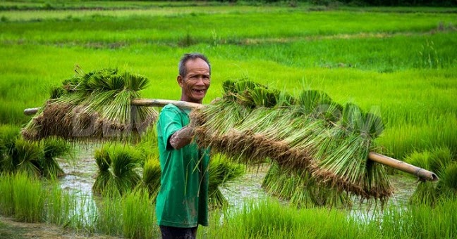 Teknologi Israel di Balik Pertanian Paling Maju Thailand dan Vietnam ...
