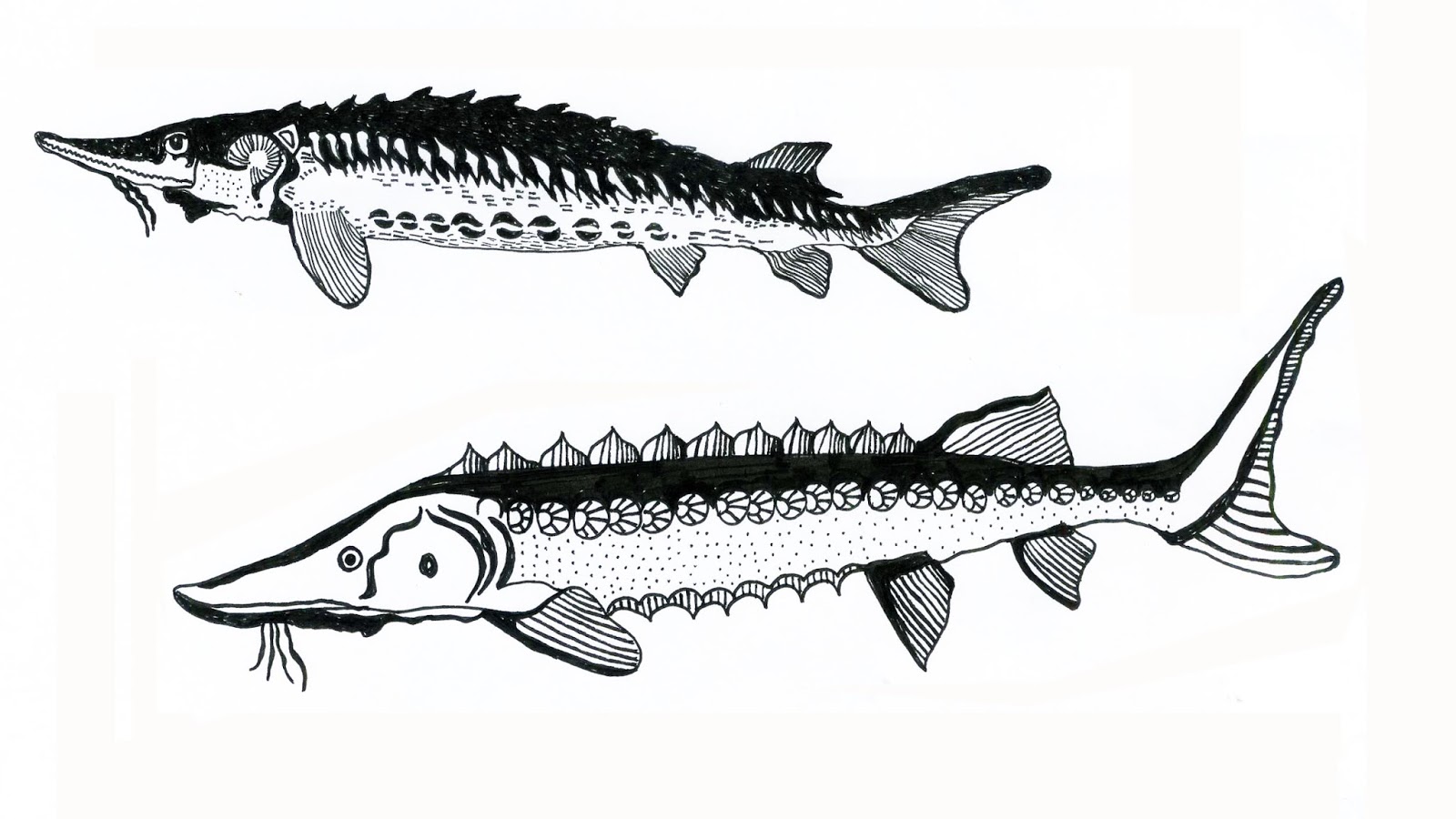 Foodoowap Doowap: Deux esturgeons