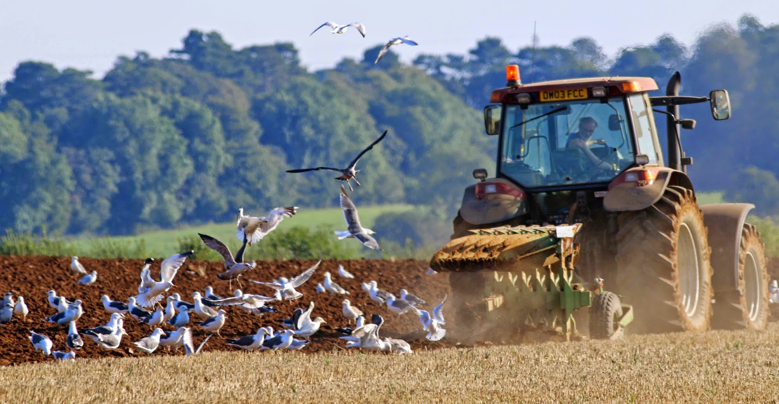 Nature in the Heart of England: Upper Wardington: lesser black backed ...