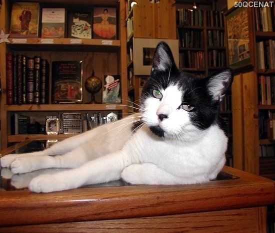 Hoş Geldiniz: Kitab oxuyan Pisikler ))