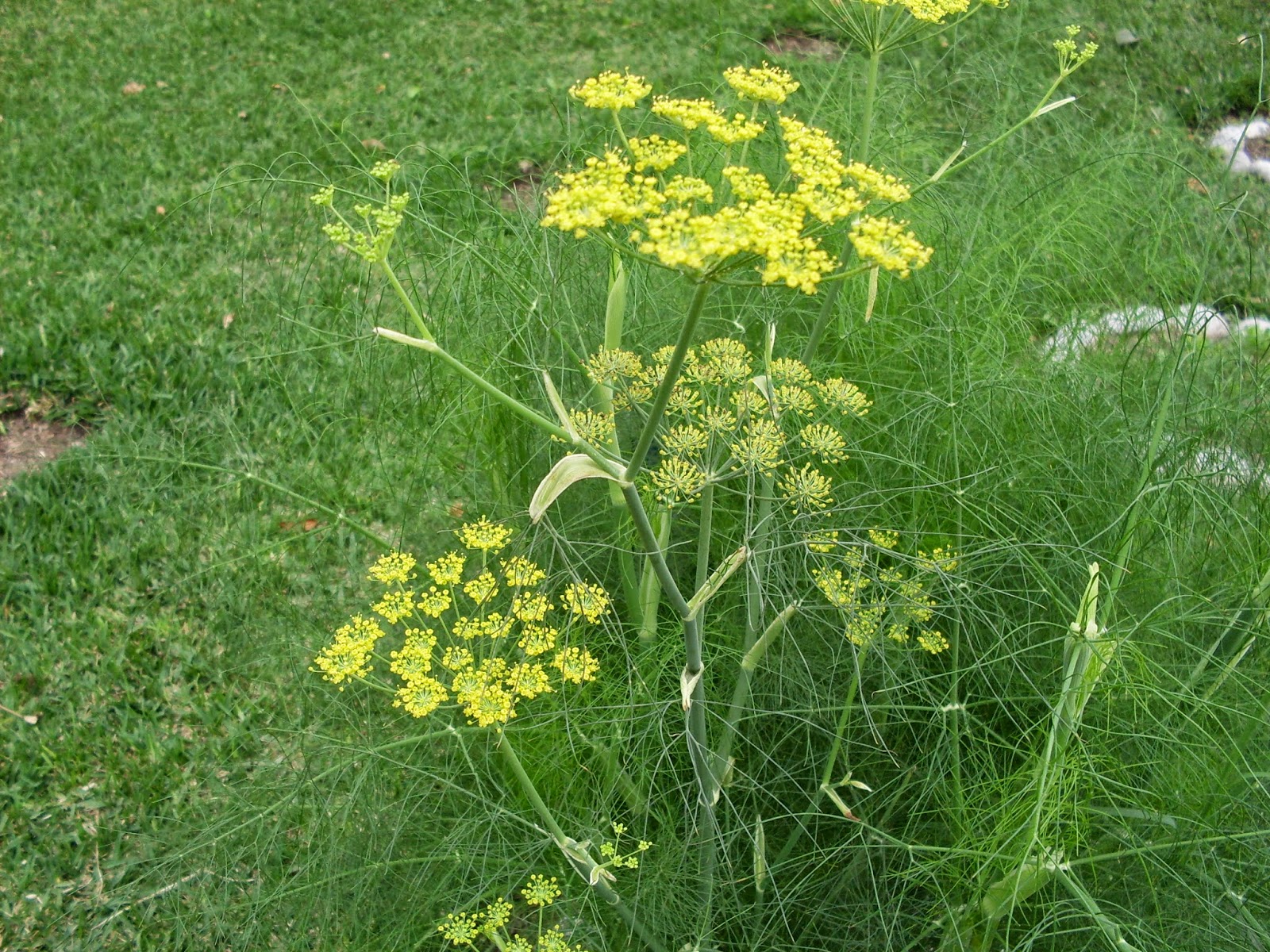 Plantas Curativas y Medicinales: Cura tus Heridas y Llagas con Hinojo