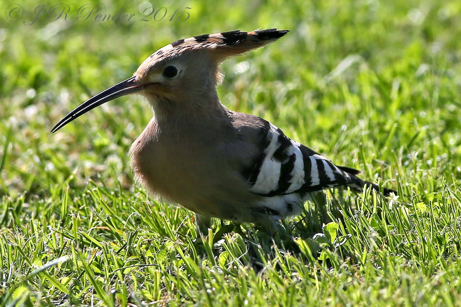 Joe Pender Wildlife Photography: Hoopoe