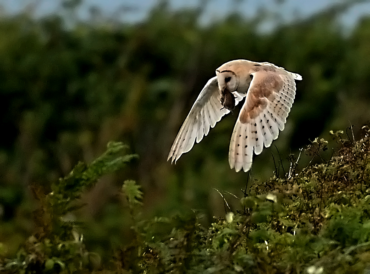 Alan James Photography : Barn owls with prey