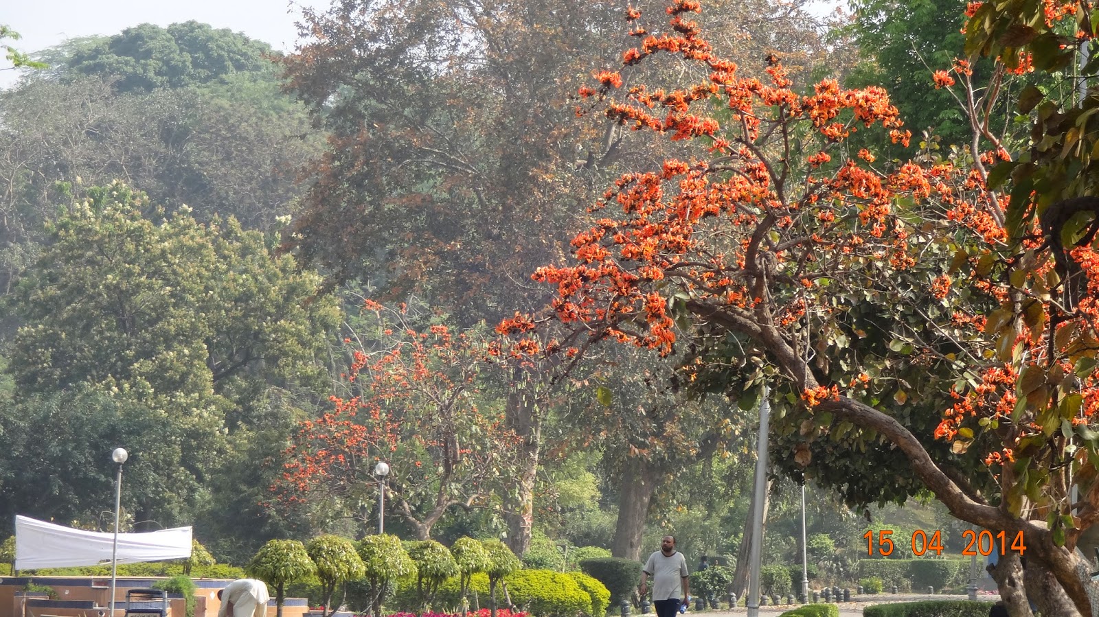 Plants of Lahore - Pakistan: Butea frondosa or Dhak tree- Gold Orange ...