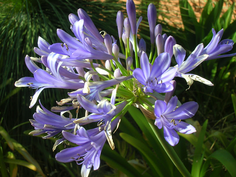 Recregarden: AGAPANTHUS SP.