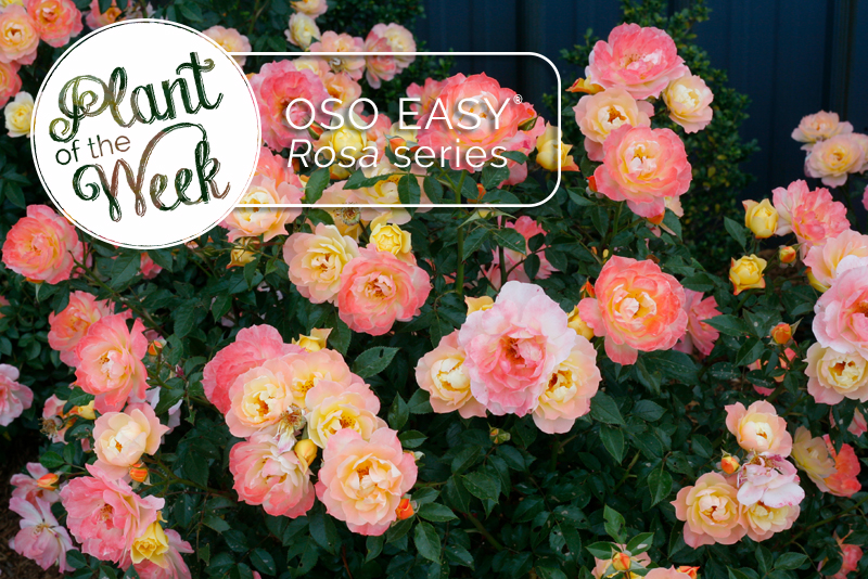 Proven Winners® ColorChoice® Plant of the Week: Plant of the Week: Roses