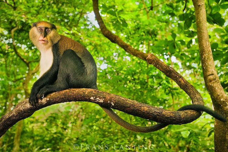 Mamíferos y marsupiales mammals of the earth: Cercopiteco mona ...