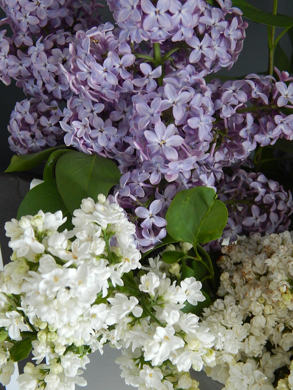 Mirisni jorgovan - My charming house No 6