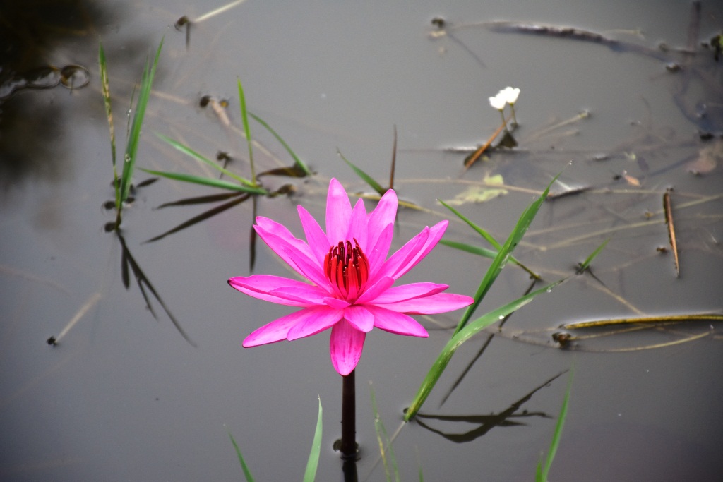 Kumbuk Pokuna Lodge: My Olu Flower - special bloom for new year