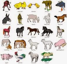 Domestic Animals | Swahili