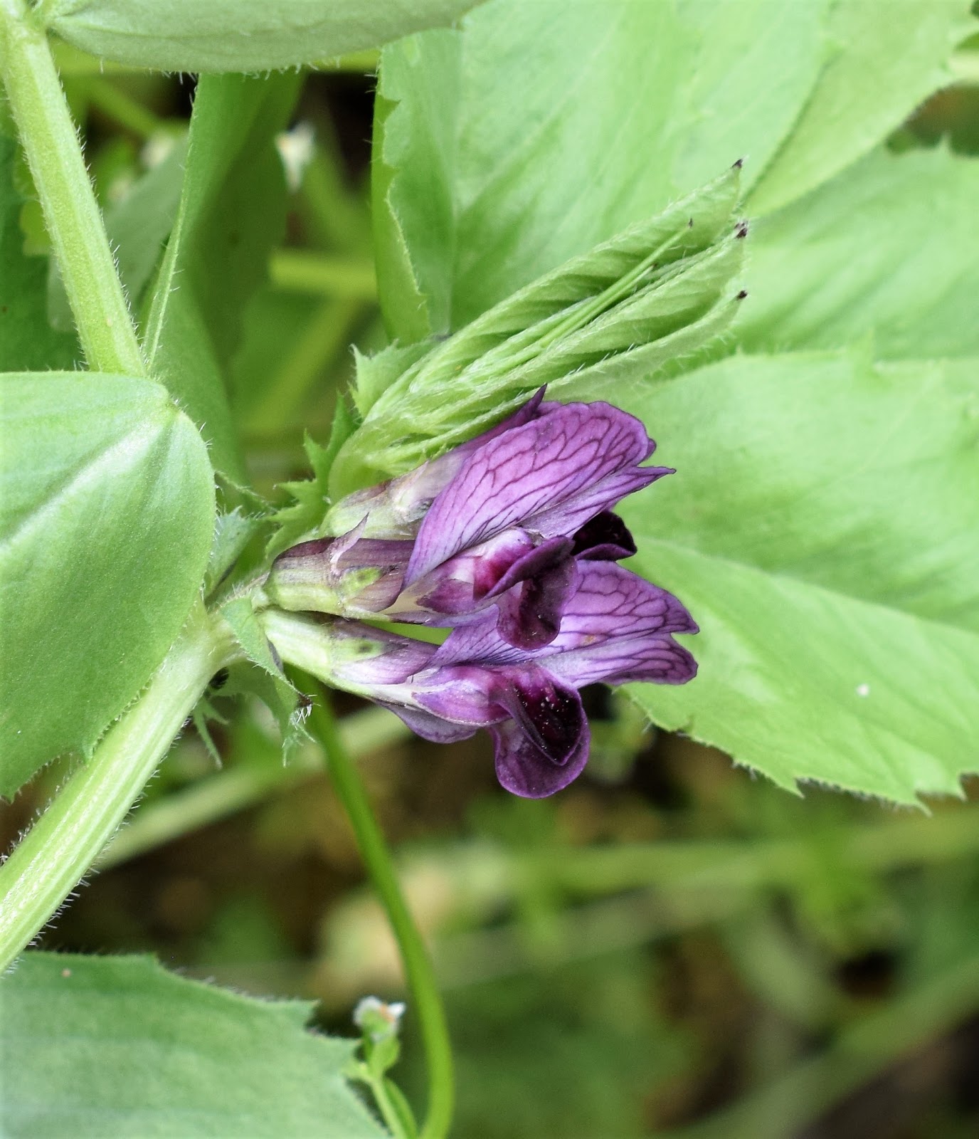 Plantas: Beleza e Diversidade: Faveta-de-Beja (Vicia narbonensis)
