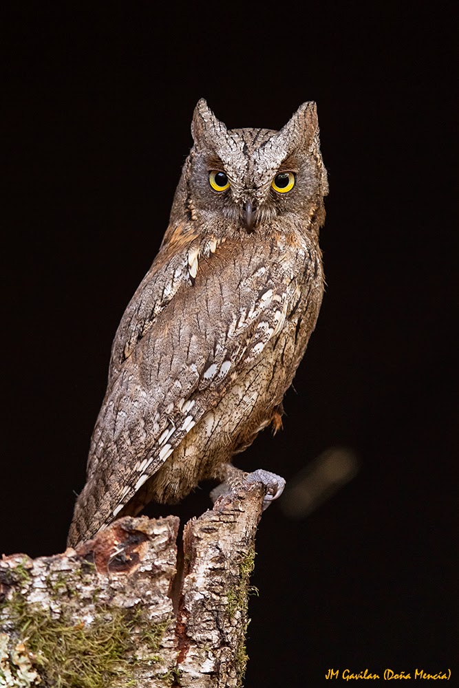 Fotografía de Naturaleza - JM Gavilán: Autillo europeo (Otus scops)