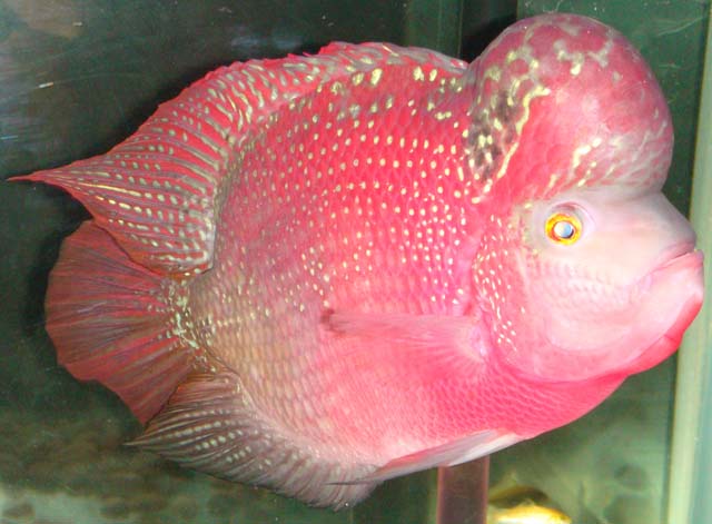 Flowerhorn The Hybrid Cichlids: Red Kong Kamfa Flowerhorn