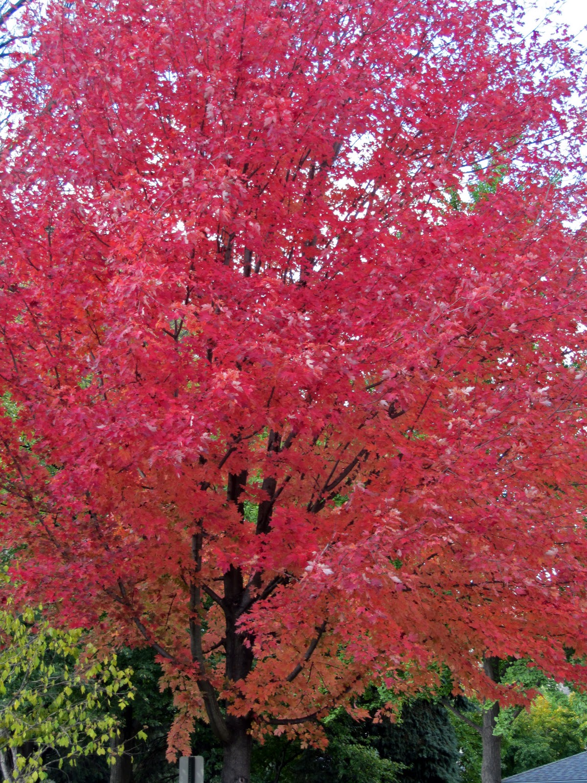 Gatsbys Gardens: Fallout