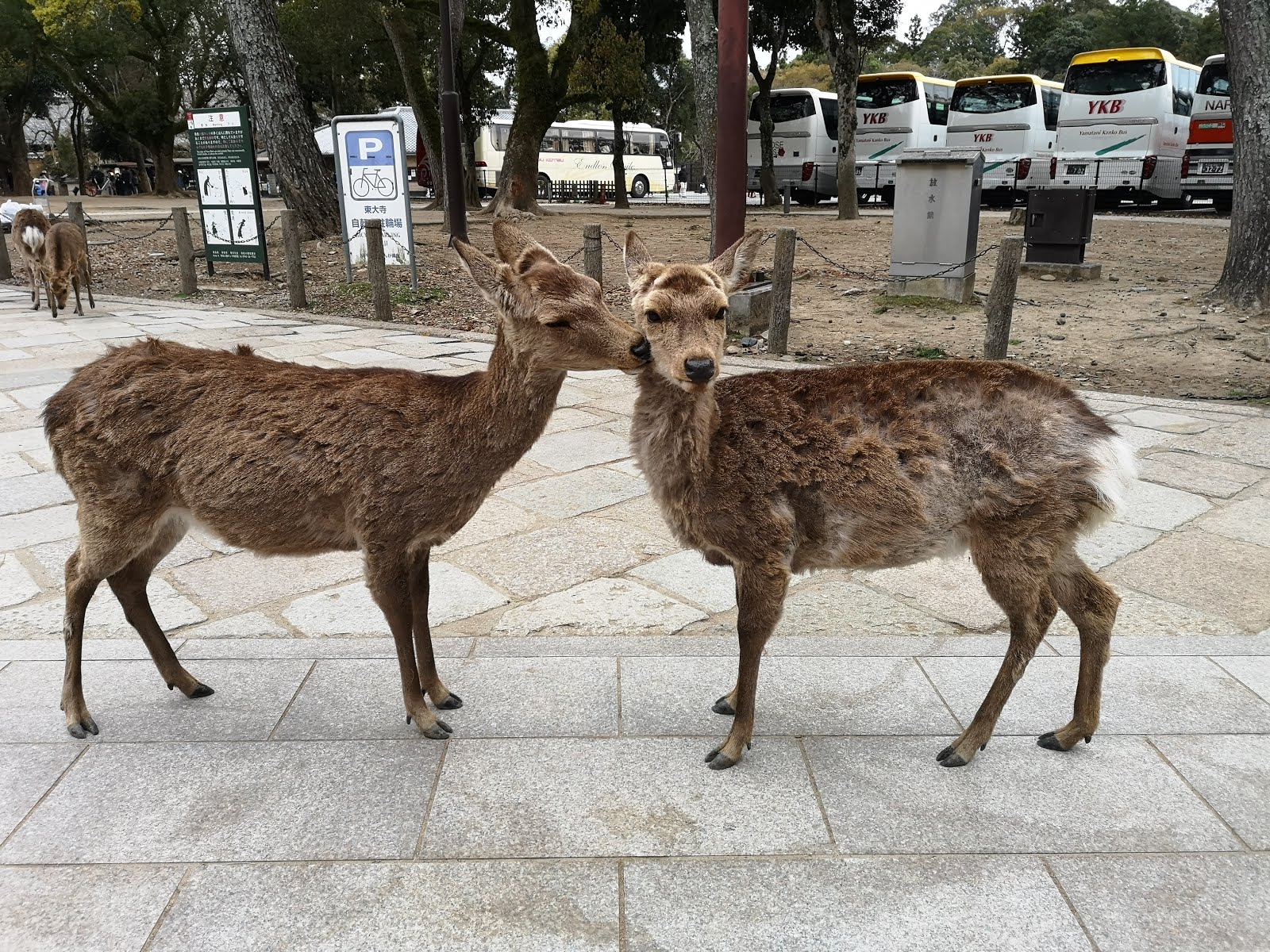 7 Places to Visit in Kyoto in 2 Days - Jiahui Muses