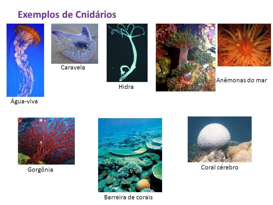 Cm Da Biologia: FILO CNIDARIA