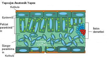 Botanik: Mayıs 2011