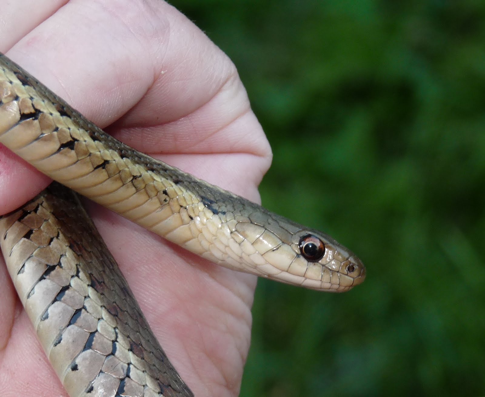 Do Common Garter Snakes Bite at Juliana Stclair blog