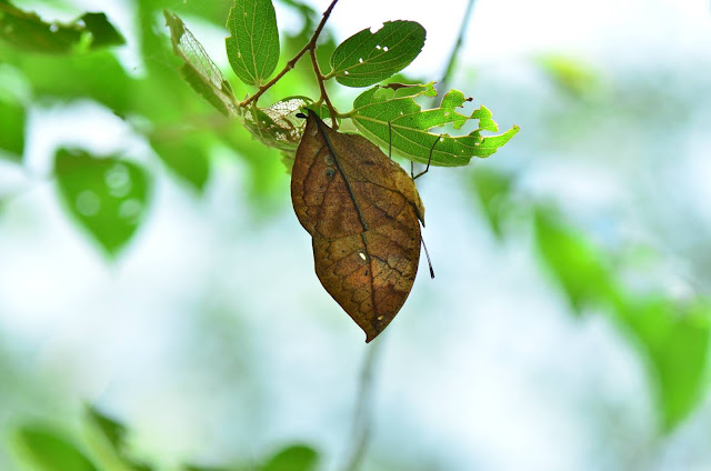 The Dead Leaf Butterfly - Camouflage King of the Asian Tropics | The ...