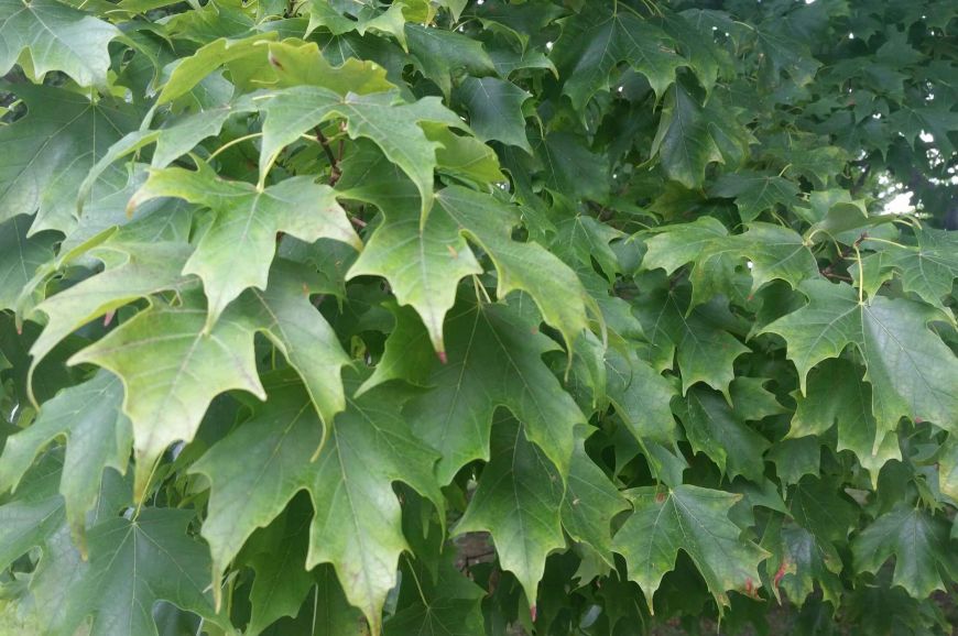 Future Plants by Randy Stewart: MAPLES - The Native Ones