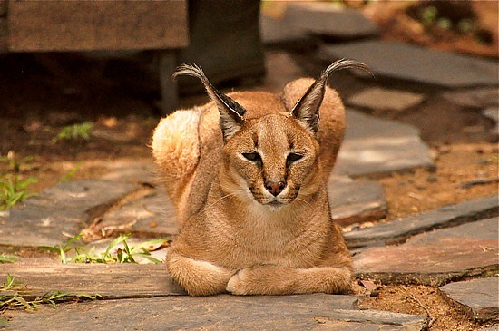 Caracal | The Life of Animals
