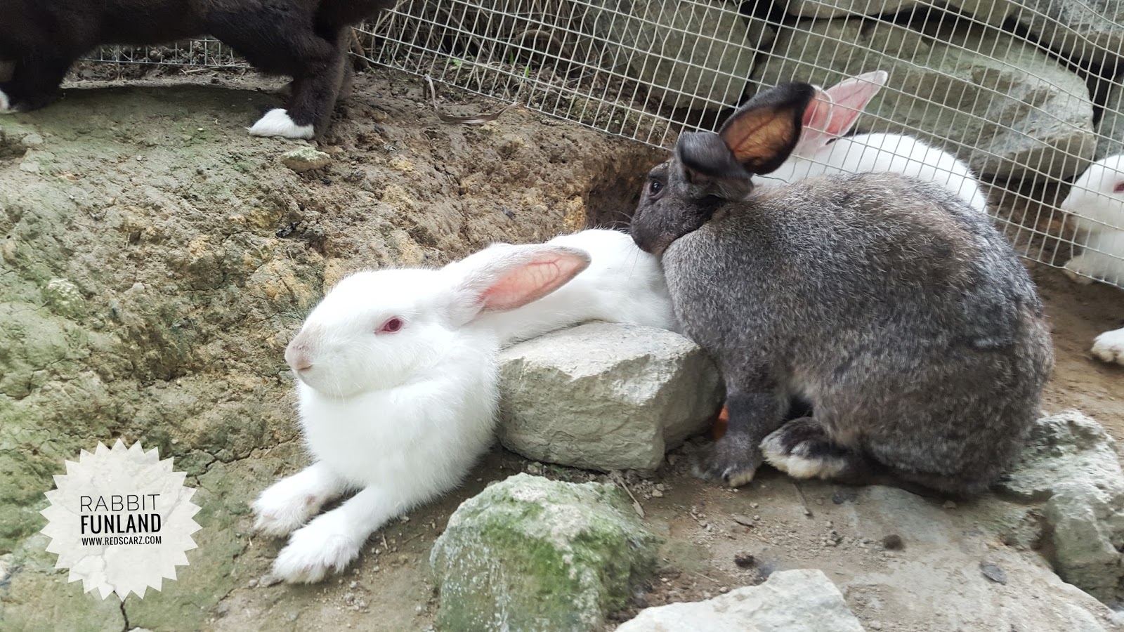 DAUS REDSCARZ: Rabbit Fun Land Broga berpindah ke Lenggeng, Negeri Sembilan