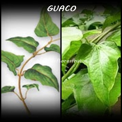 PLANTAS MEDICINAIS: GUACO - Mikania glomerata S.- Propriedades ...