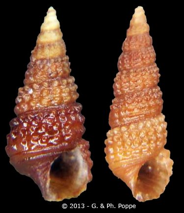 ANIMAIS DA RIA FORMOSA: Moluscos Gastrópodes (Búzios e outros)