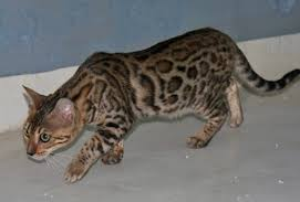 Tahukah Anda Ras Kucing Asli Indonesia? | Kucing Mania