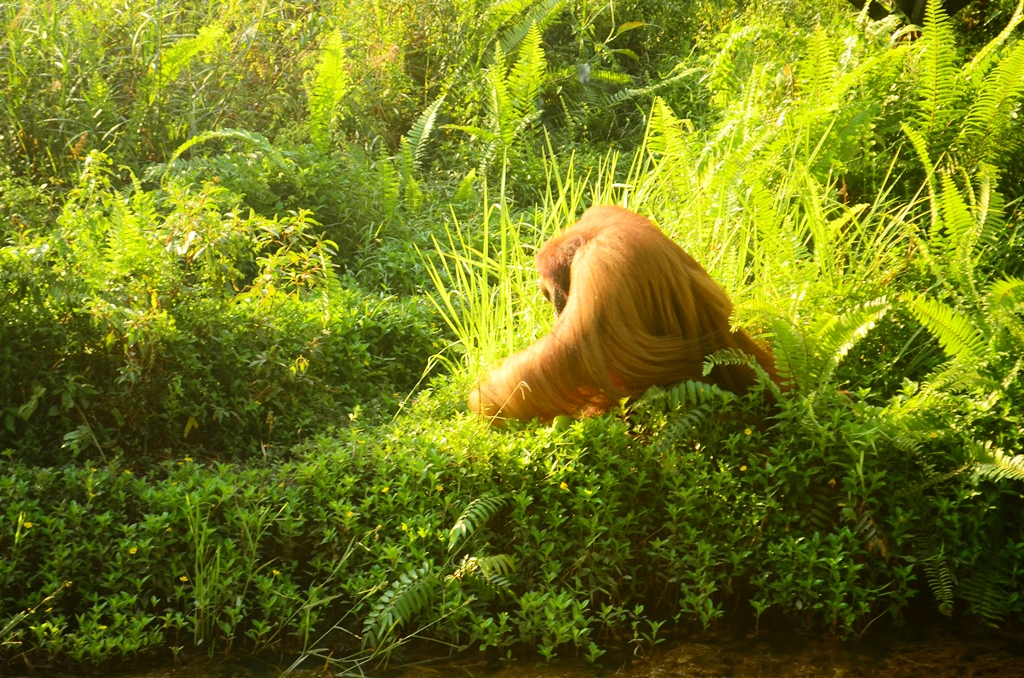 Frisca's Uniquely World: Borneo Orangutan Survival Foundation (BOSF ...