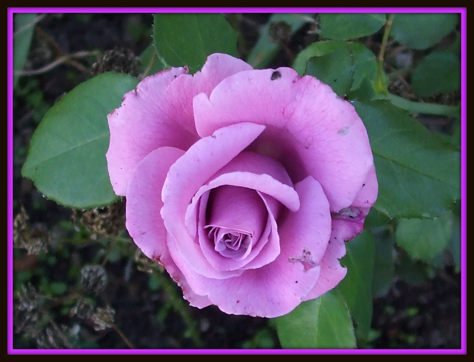 God's Growing Garden: Frank's Flowers - Mauve Miracle Rose