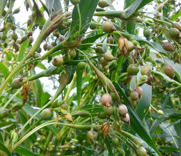 HANJELI Bisa Jadi Pangan Alternatif - Barong Mulya