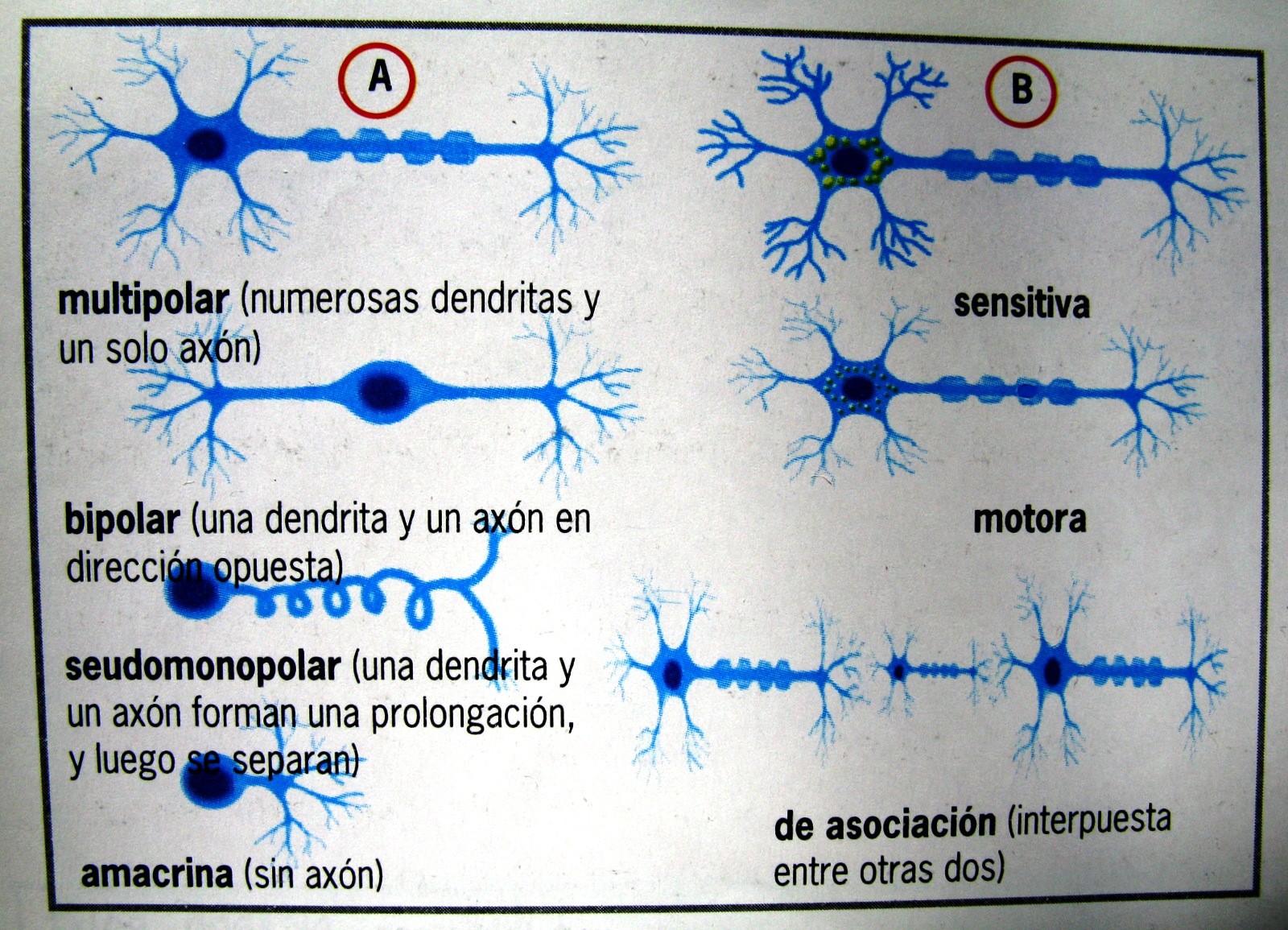 BIOLOGÍA 3º SECUNDARIA: Neuronas, Nervios y Ganglios