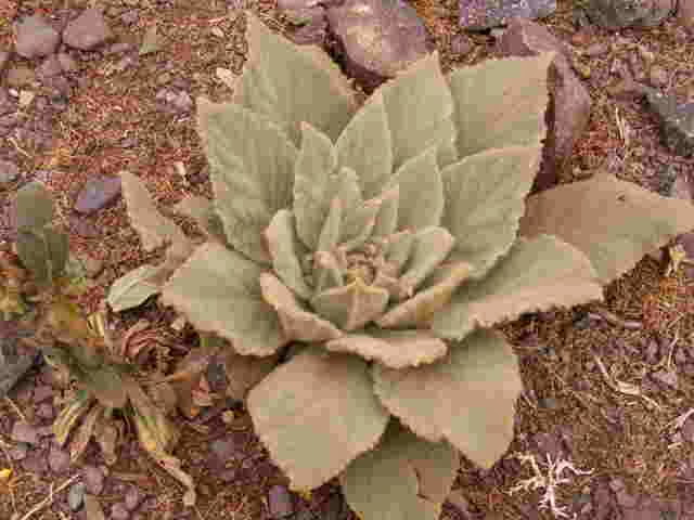 LA IMPORTANCIA DE LAS REGIONES Y LOS RECURSOS NATURALES: Estepa