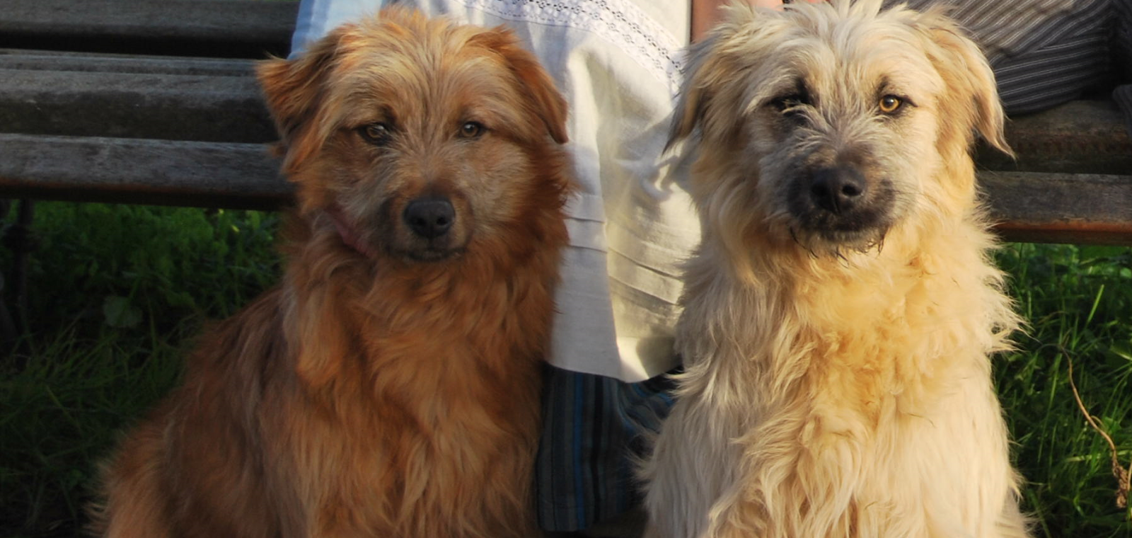 NUNCAJAMAS COCKER: EL PERRO DE PASTOR VASCO